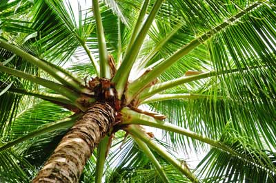 Shrub & Tree Care - Rentokil - Pest Control and Exterminators Services