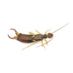 Earwig Identification & Behavior - Earwig Control