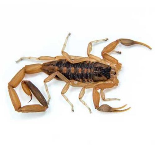 Bark Scorpion Identification & Behavior - Bark Scorpion Control